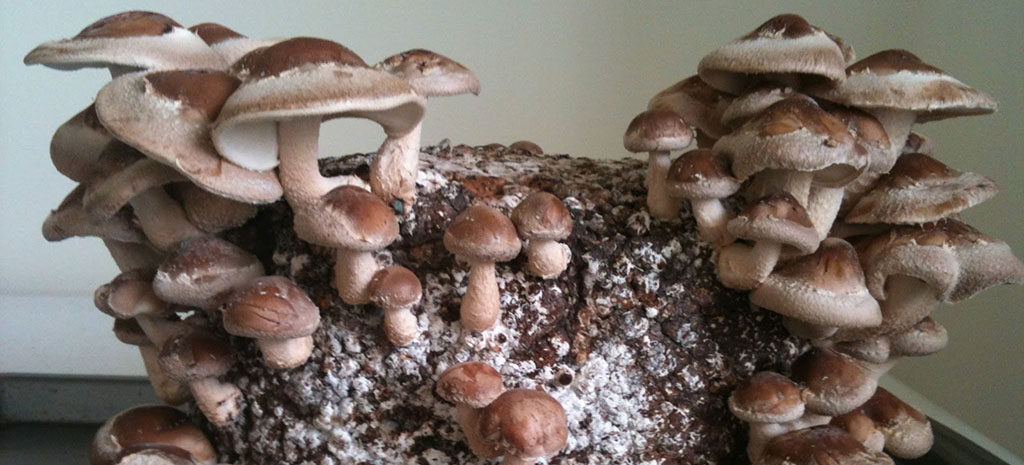 Poznejte japonské houby Shiitake! Jsou pravým elixírem života a ...